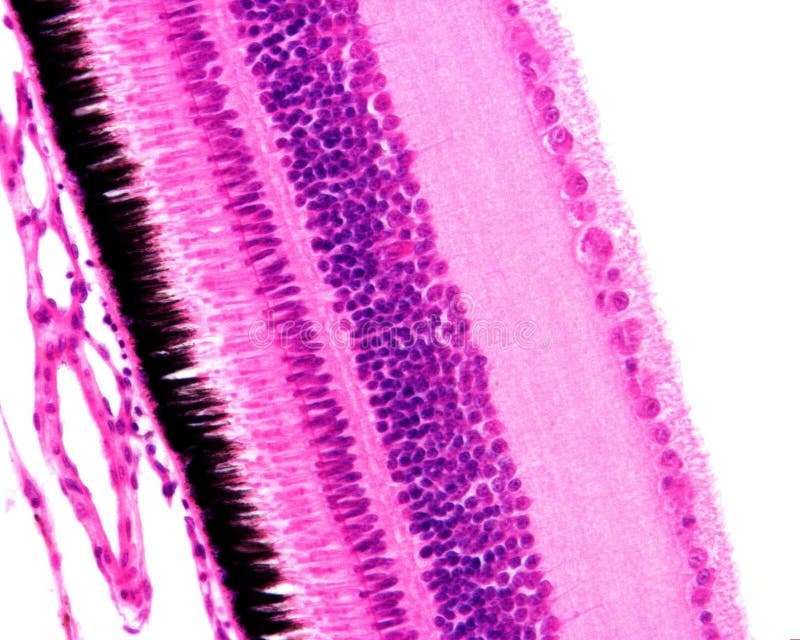 Eye. Retina layers stock image. Image of microscope - 303600557