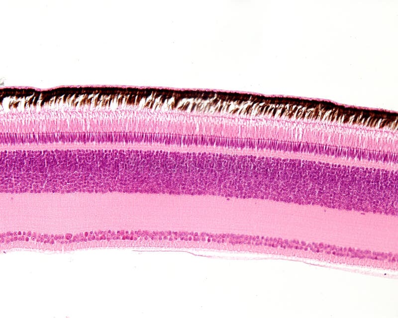 Eye. Retina layers stock image. Image of ophthalmology - 303600553