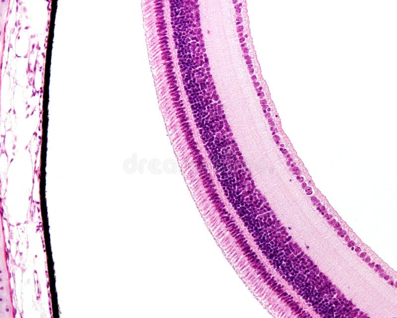 Eye. Retina layers stock photo. Image of ophthalmic - 303600550