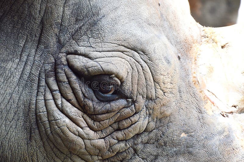 Rhino eye stock photo. Image of herbivore, africa, muddy - 19770870