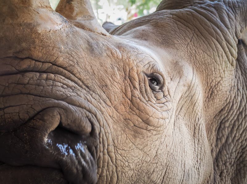 Eye of the rhino stock photo. Image of brown, rhinoceros - 83923042