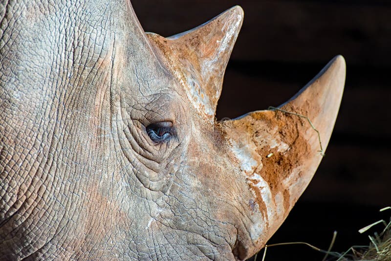 The eye of a rhinoceros stock image. Image of nature - 85656479