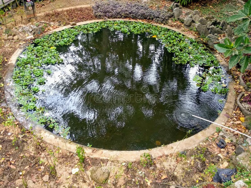 An Eye& x27;s Pond stock photo. Image of green, pond - 154124472