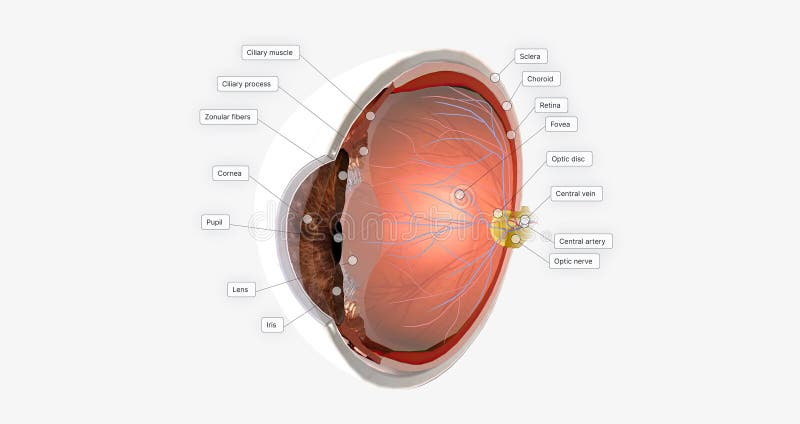 The Eye Sagittal Cross Section Stock Illustration - Illustration of ...