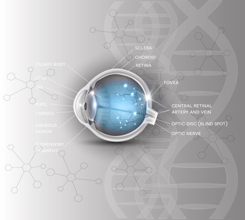 Eye Scientific DNA Background Stock Vector - Illustration of normal ...