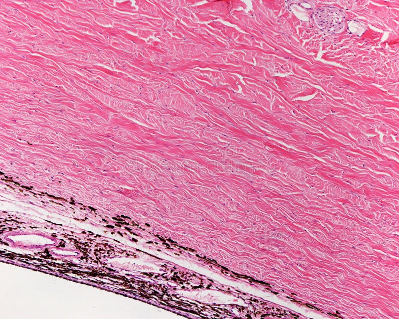 Eye. Sclera and Choroid. Lamina Fusca Stock Image - Image of biology ...