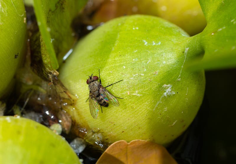 231 Houseflies Picture Stock Photos - Free & Royalty-Free Stock Photos ...