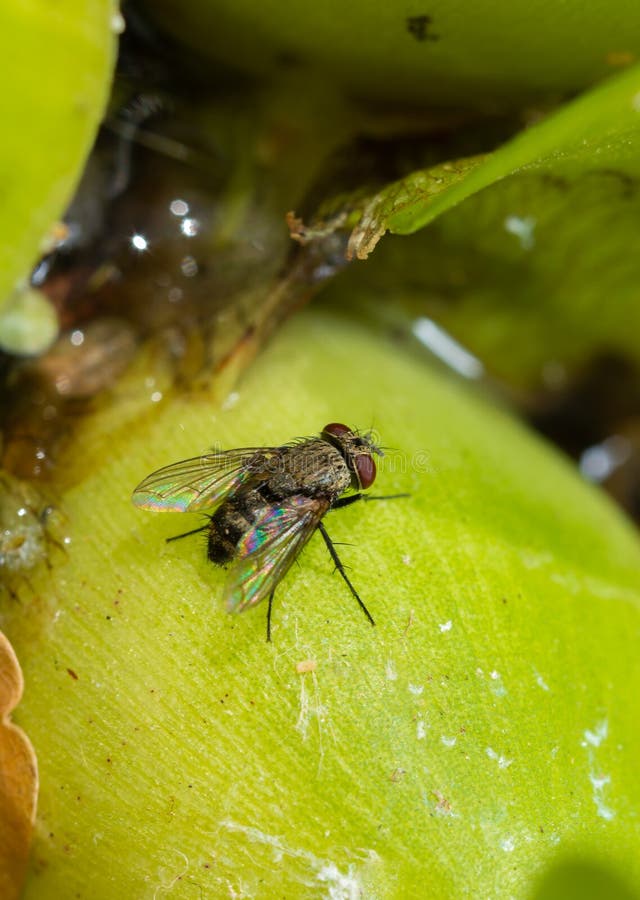 Sorbens Stock Photos - Free & Royalty-Free Stock Photos from Dreamstime