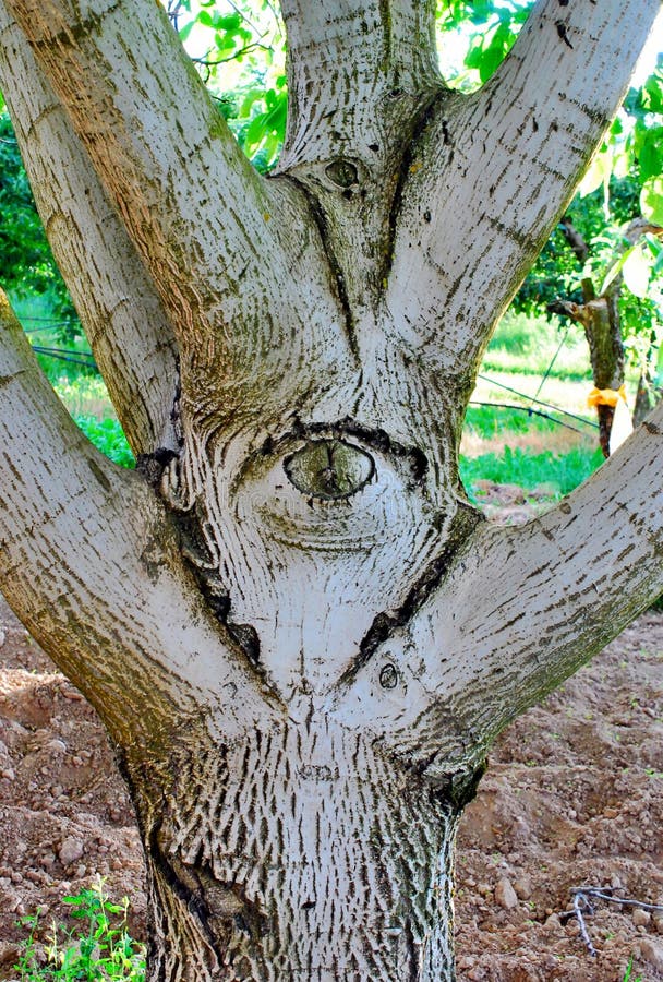 Eye Shape on a Walnut Tree, Sign Concept Stock Photo - Image of shape ...