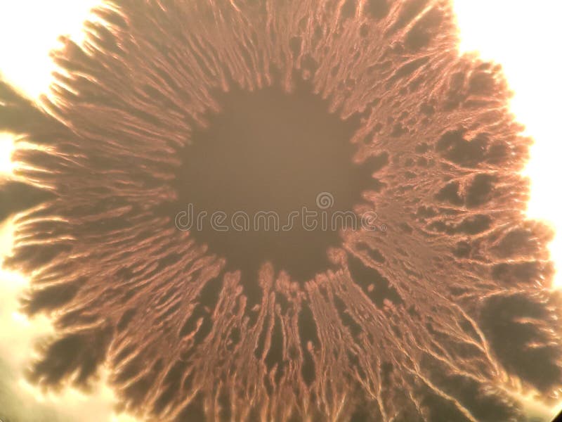 Eye Shaped Bacterial Colony Stock Image - Image of microbiology, colony ...