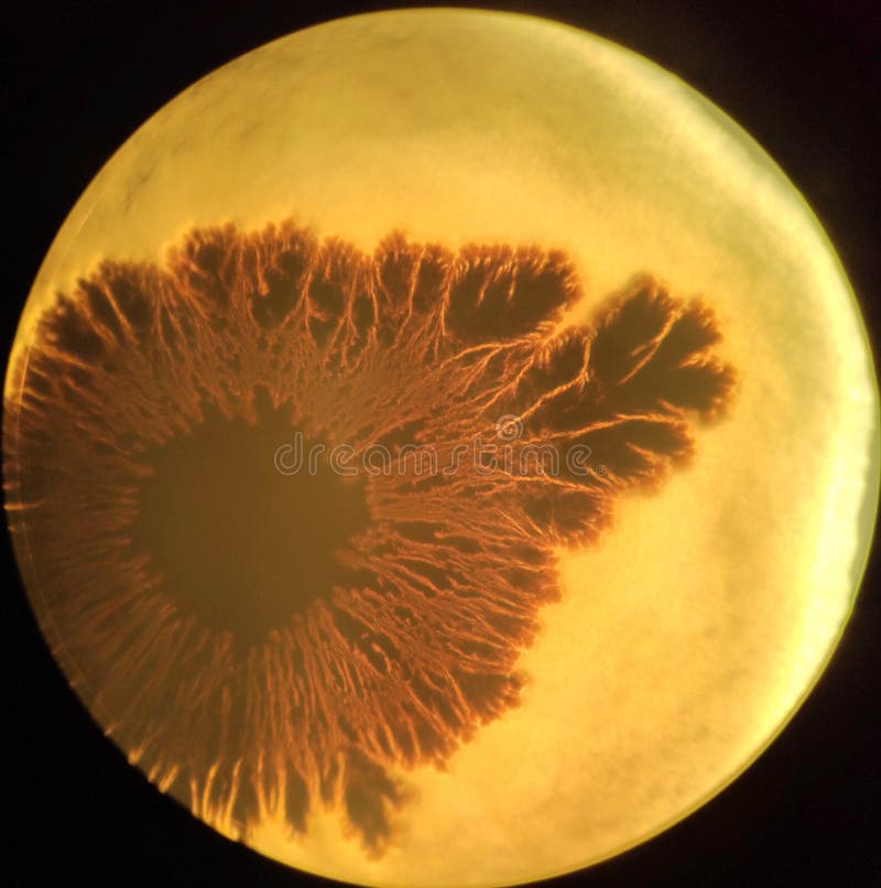 Eye Shaped Bacterial Colony Stock Photo - Image of colony, shaped ...