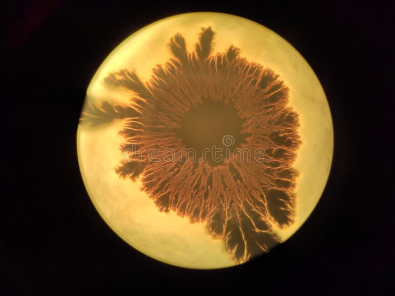 Eye Shaped Bacterial Colony Stock Photo - Image of microbiology ...