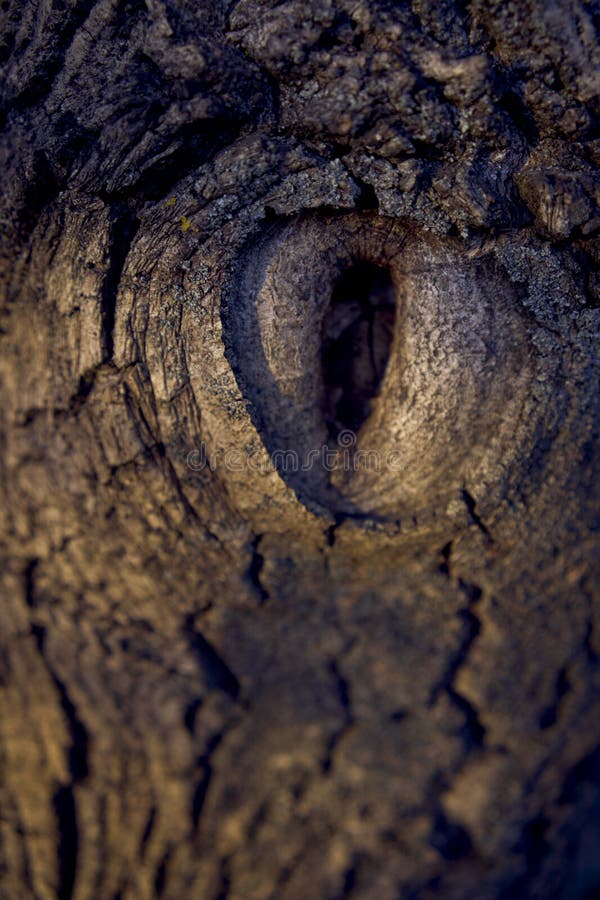 An Eye Shaped Hollow in a Walnut Tree Stock Photo - Image of decoration ...