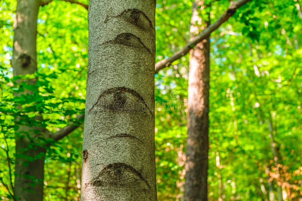 Eye Shapes on the Trunk of a Tree Stock Photo - Image of ecology ...