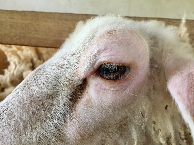 An eye of a sheep. stock image. Image of face, farm - 252901391