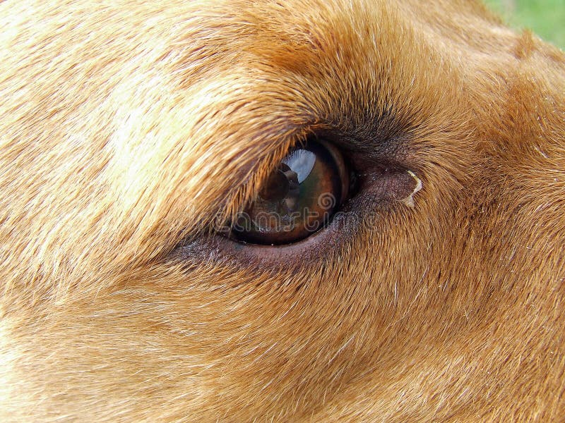 Eye shot of a Labrador dog stock photo. Image of dogs - 44729728
