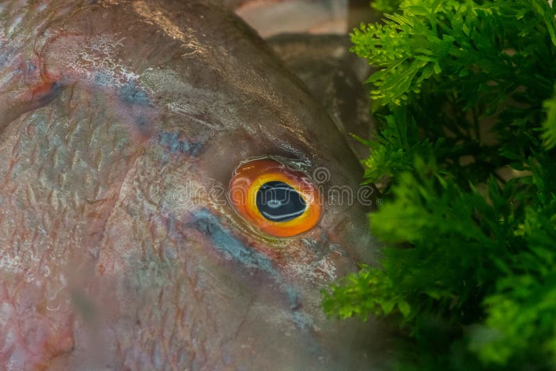 Eye of a snapper stock image. Image of orange, tail, fish - 91570715