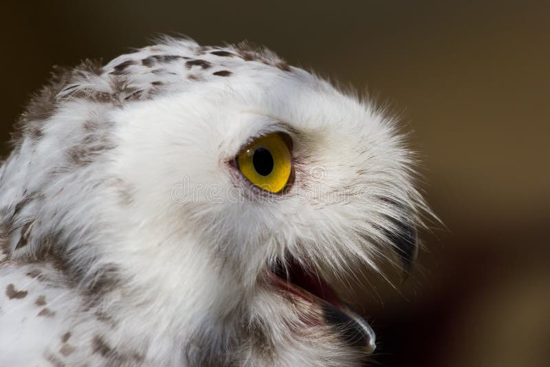 The snow owl stock photo. Image of beautiful, eyes, closeup - 100258398