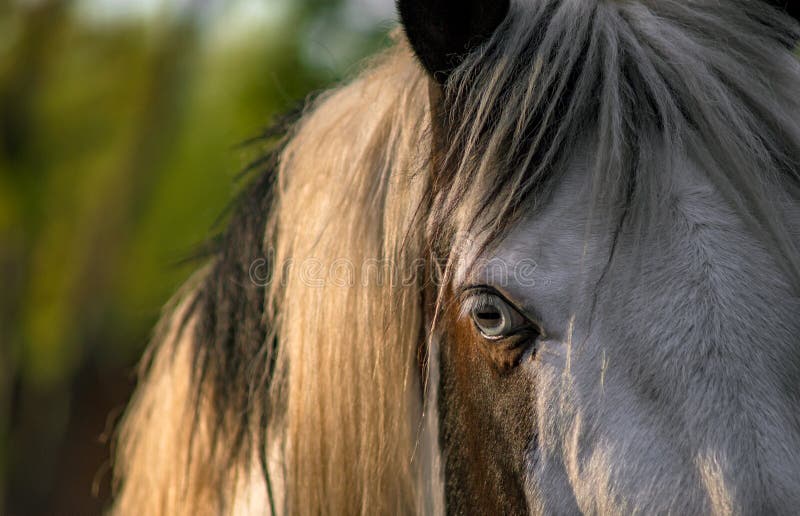 An Eye is Sometimes Called a Magpie when the White Part of the Eye is ...