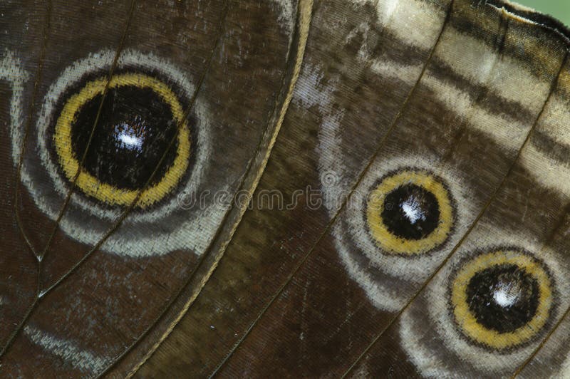 Eye Spots on a Tropical Butterfly Wings Stock Image - Image of spot ...