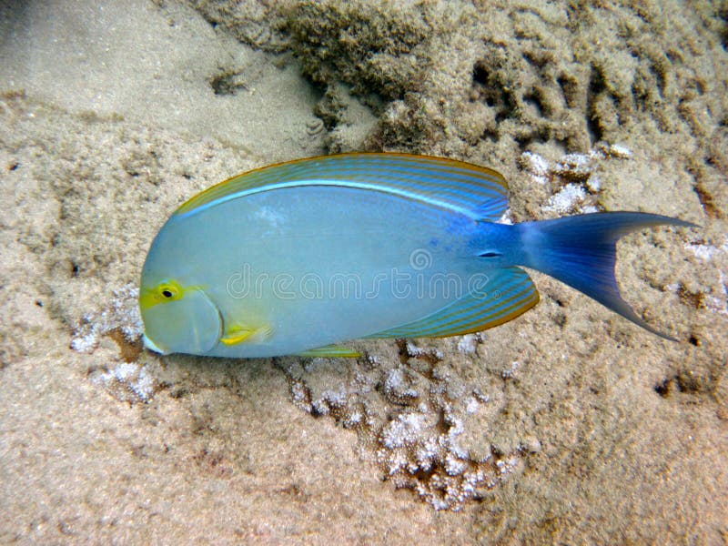 Palani Fish Stock Photos - Free & Royalty-Free Stock Photos from Dreamstime