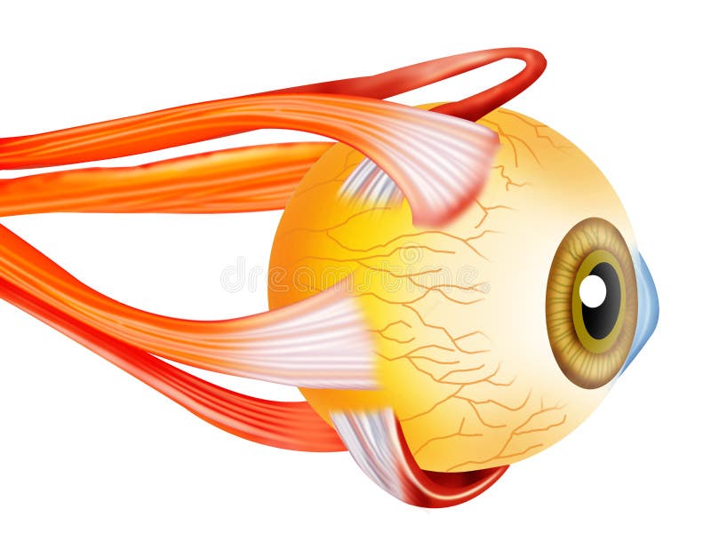 Eye structure stock illustration. Illustration of rods - 10262794
