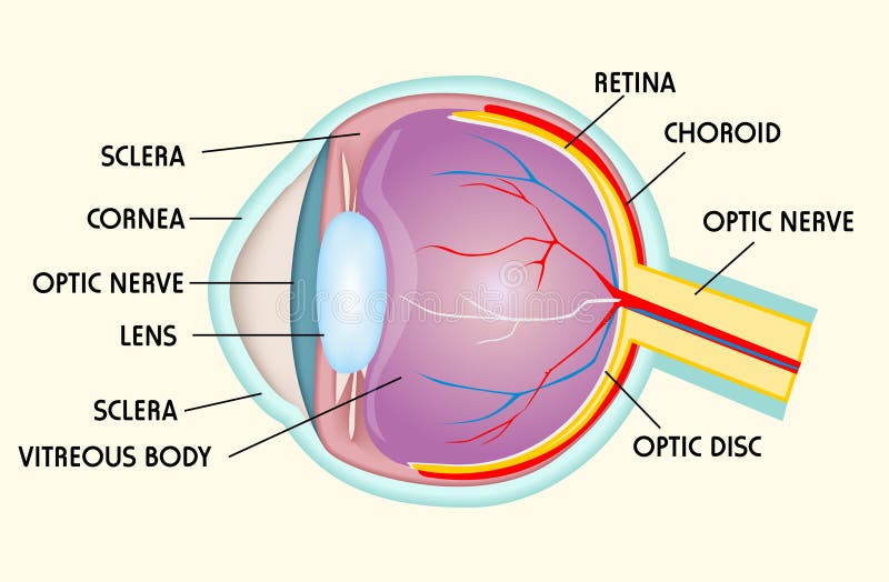 Eye Optical Defects : Myopia and Hyperopia. Vector Stock Vector ...