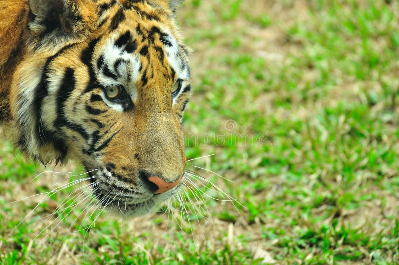 Eye of the tiger stock image. Image of sight, forest - 28428189