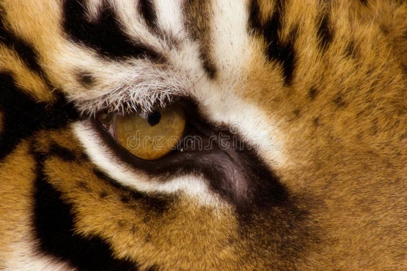 Tiger Eye stock photo. Image of pupil, stripes, ladykassie - 1036496