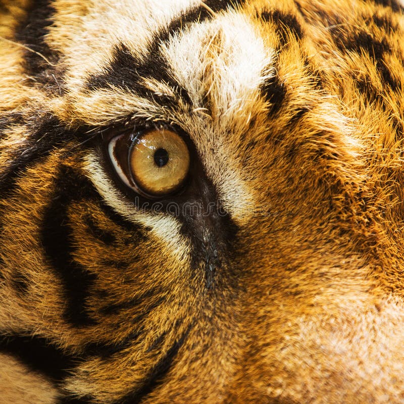 Eye of tiger stock photo. Image of animal, habitat, hunter - 41181014