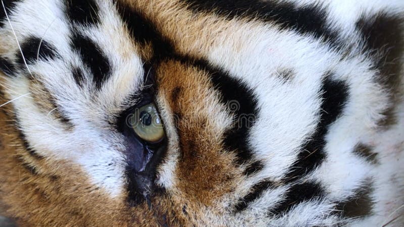 Eye of the Tiger 4k Video Resolution. Stock Footage - Video of portrait ...