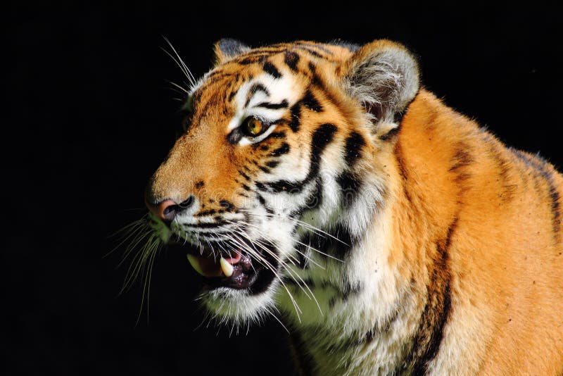 Glowing Tiger Eyes Stock Photos - Free & Royalty-Free Stock Photos from ...