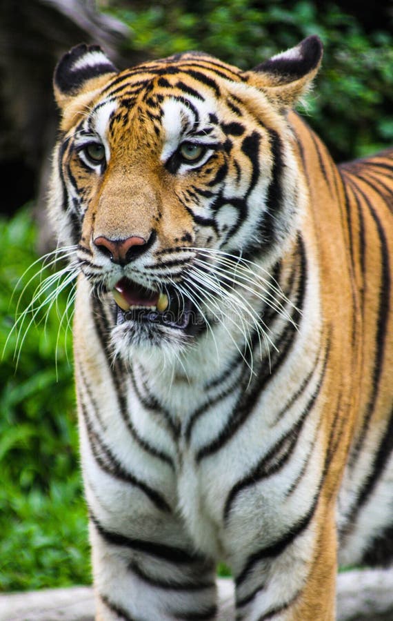 Eye of tiger stock image. Image of forest, animal, wildlife - 45091803