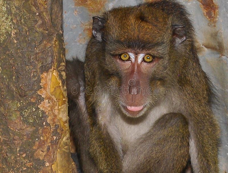 Eye to Eye stock image. Image of family, baby, nature - 225380001