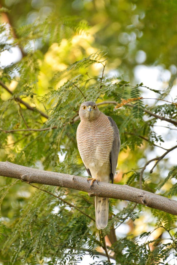 An eye to eye with Shikra stock photo. Image of sanctuary - 173394862