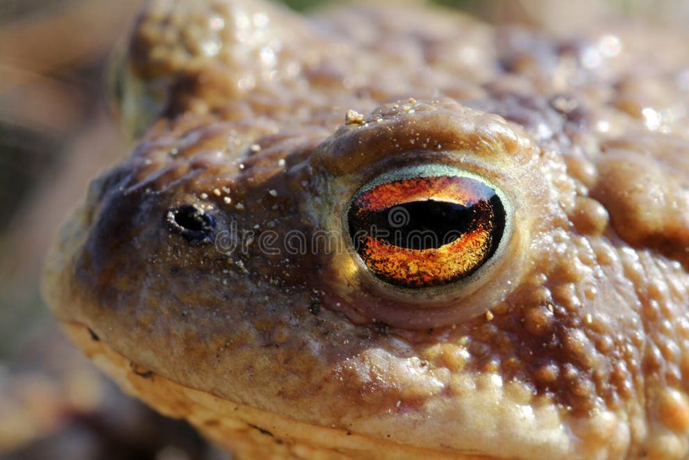 The eye of a toad stock photo. Image of nicely, environment - 24276426