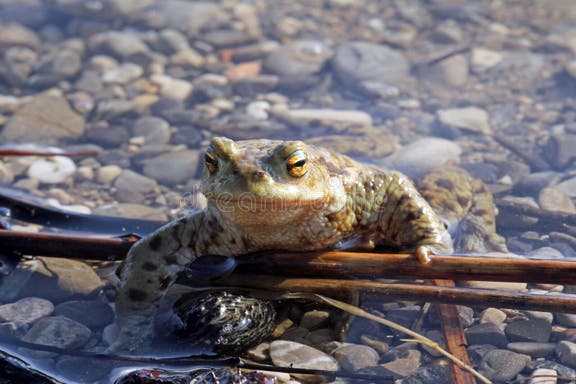 The eye of a toad stock image. Image of bufonidae, lashes - 38431827