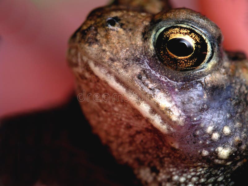 Cane toad eye stock photo. Image of warts, bumps, toad - 10831256