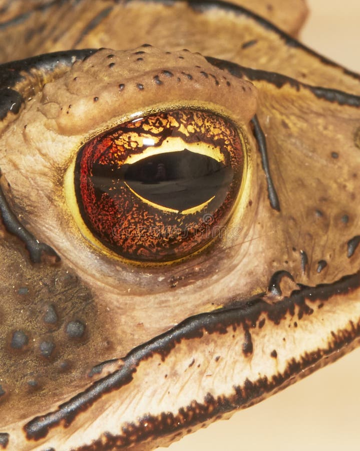Eye of Toad stock image. Image of nature, toad, wildlife - 55751197