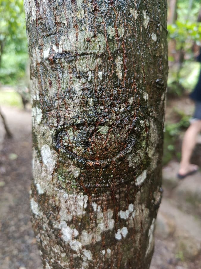 Eye in tree stock photo. Image of nature, soil, insect - 356201028