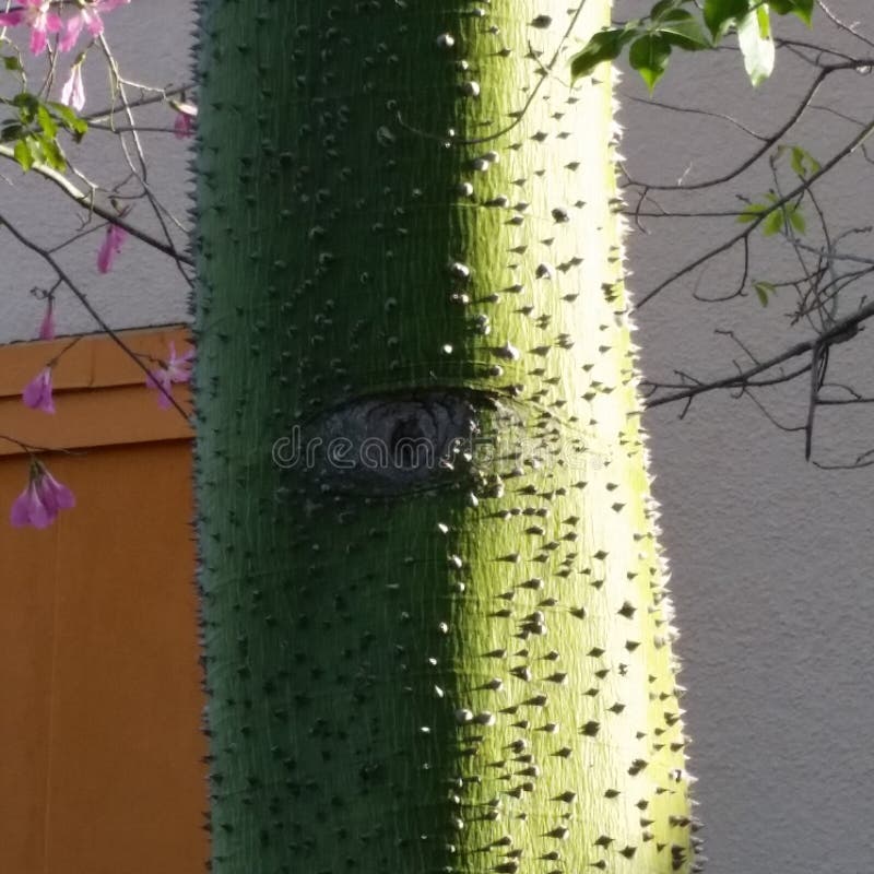 Eye in the tree stock image. Image of botanicalgarden - 46612023