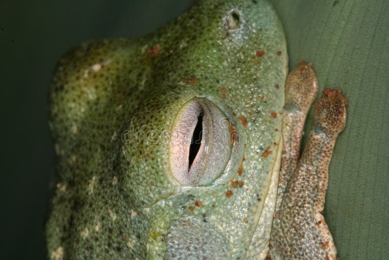 Eye of a tree frog stock photo. Image of portrait, green - 1468094