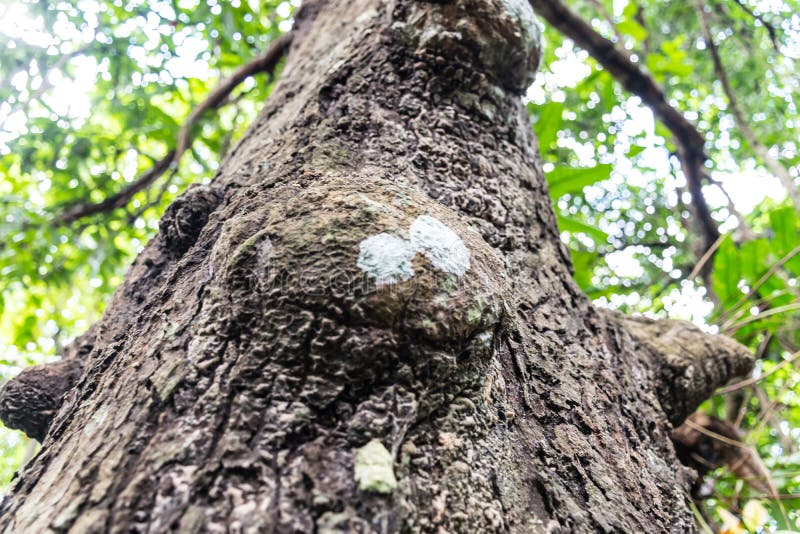 Eyetree stock image. Image of pine, summer, sunlight - 101865535
