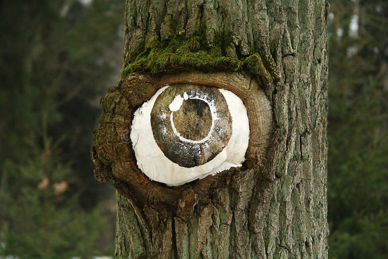 Eye from the tree. stock image. Image of moss, nature - 66660567