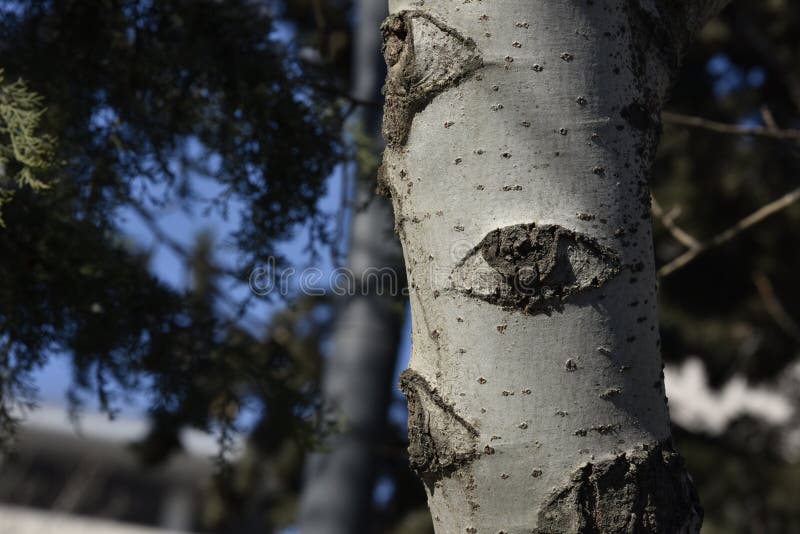 An eye of the tree stock photo. Image of look, park, handmade - 65574876