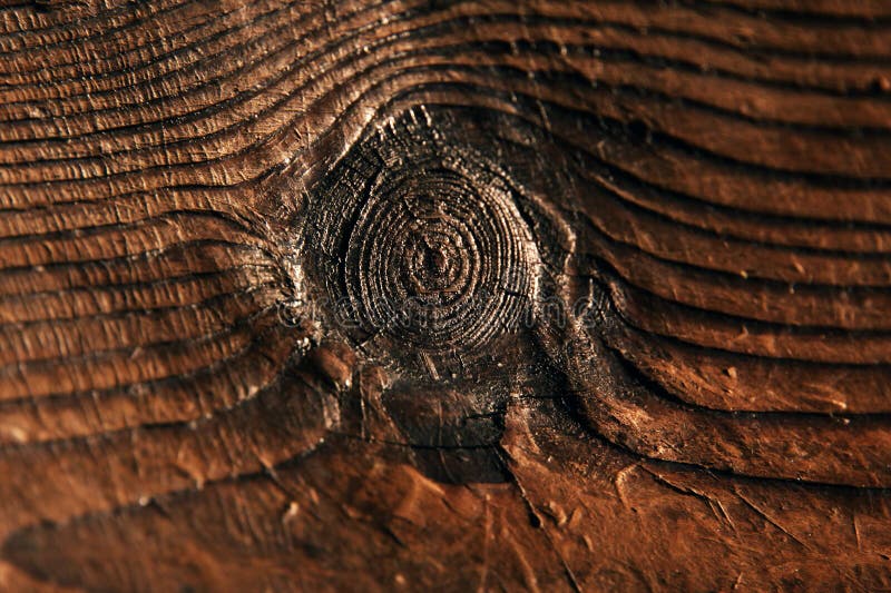 Eye of a tree stock photo. Image of nature, beauty, branch - 113303800