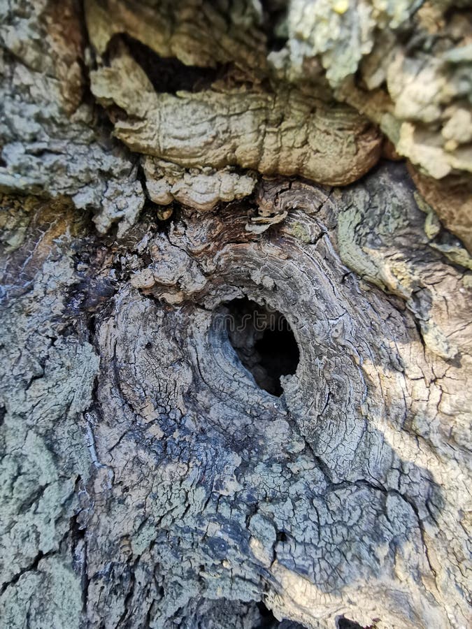 The eye of a tree stock photo. Image of nature, wood - 212658322