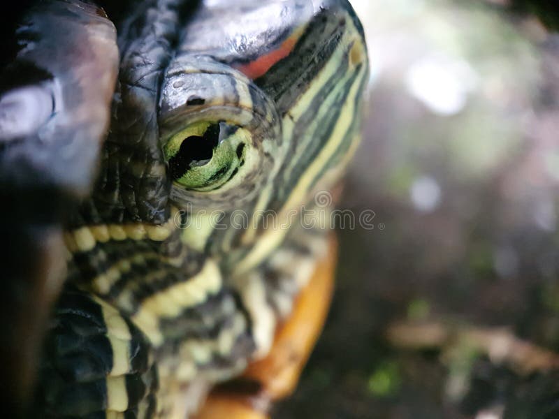 The Eye of the Turtle stock photo. Image of momentcamera - 169094678