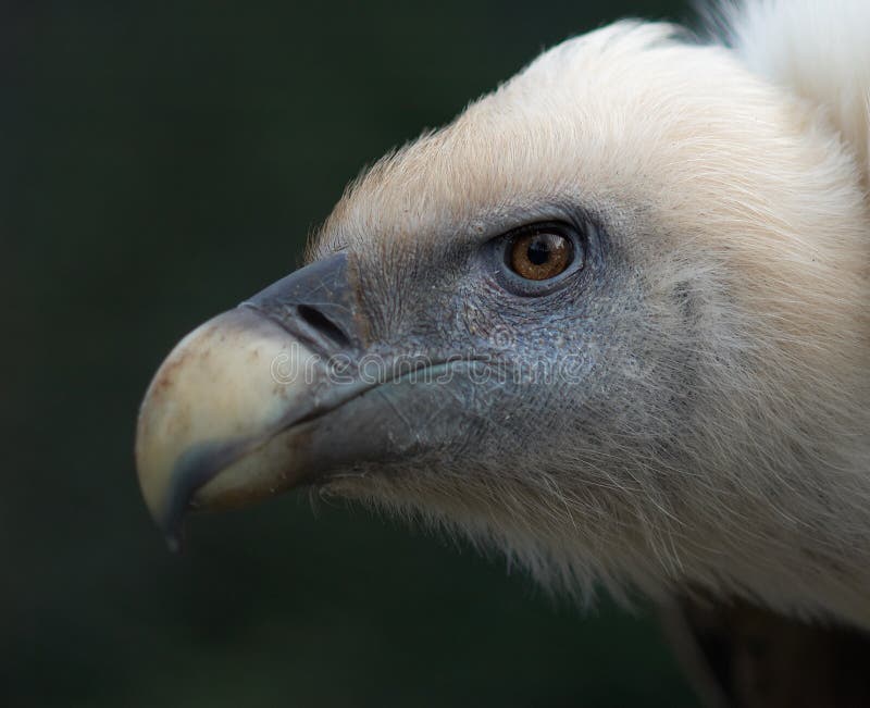The eye of a vuture stock photo. Image of raptorial, wolfish - 782698