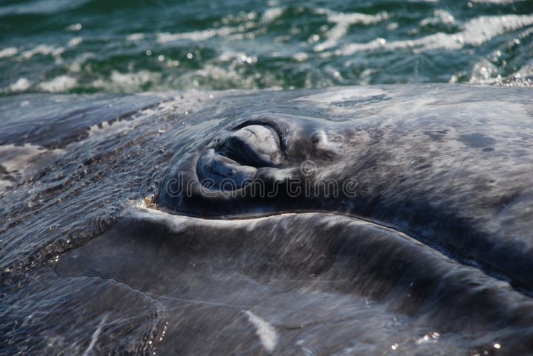 The eye of the whale stock photo. Image of close, salt - 26797328